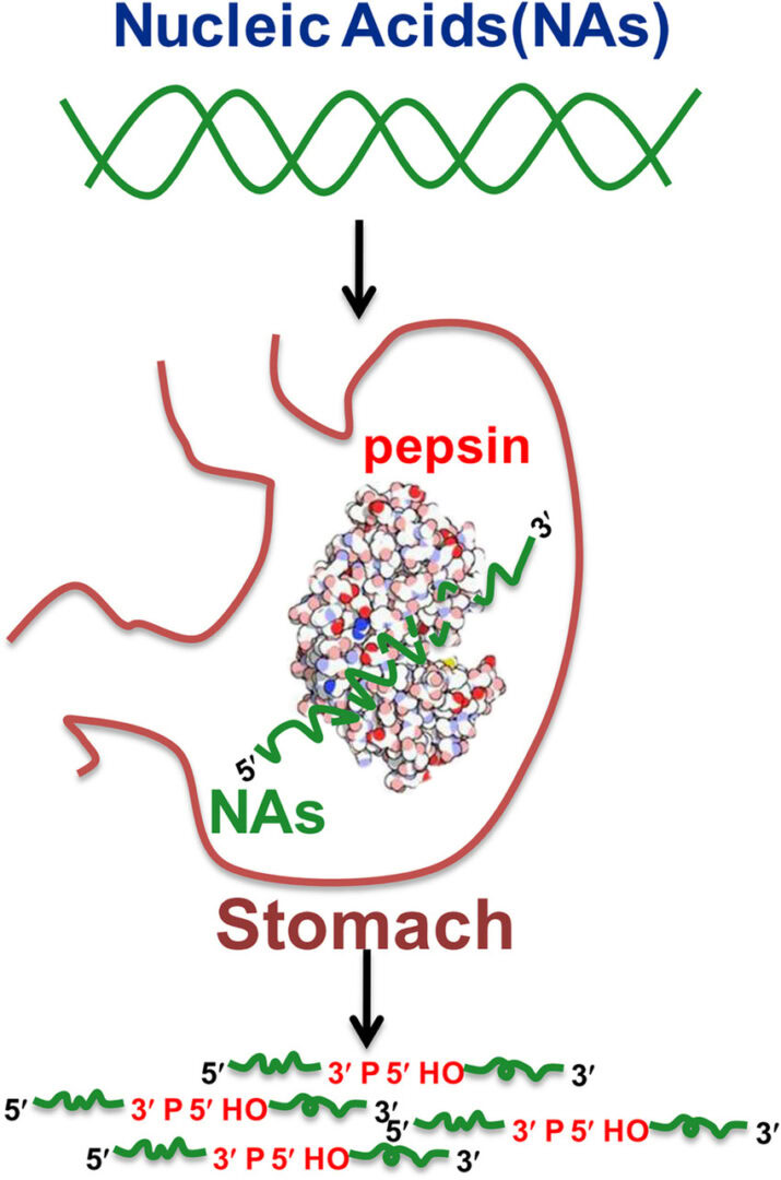 Enzyme Pepsin là gì? Cơ chế hoạt động, tác dụng đối với sức khỏe