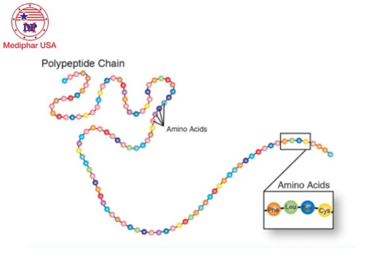Polypeptide là gì? Vai trò, cơ chế, ứng dụng, cách sử dụng, lưu ý