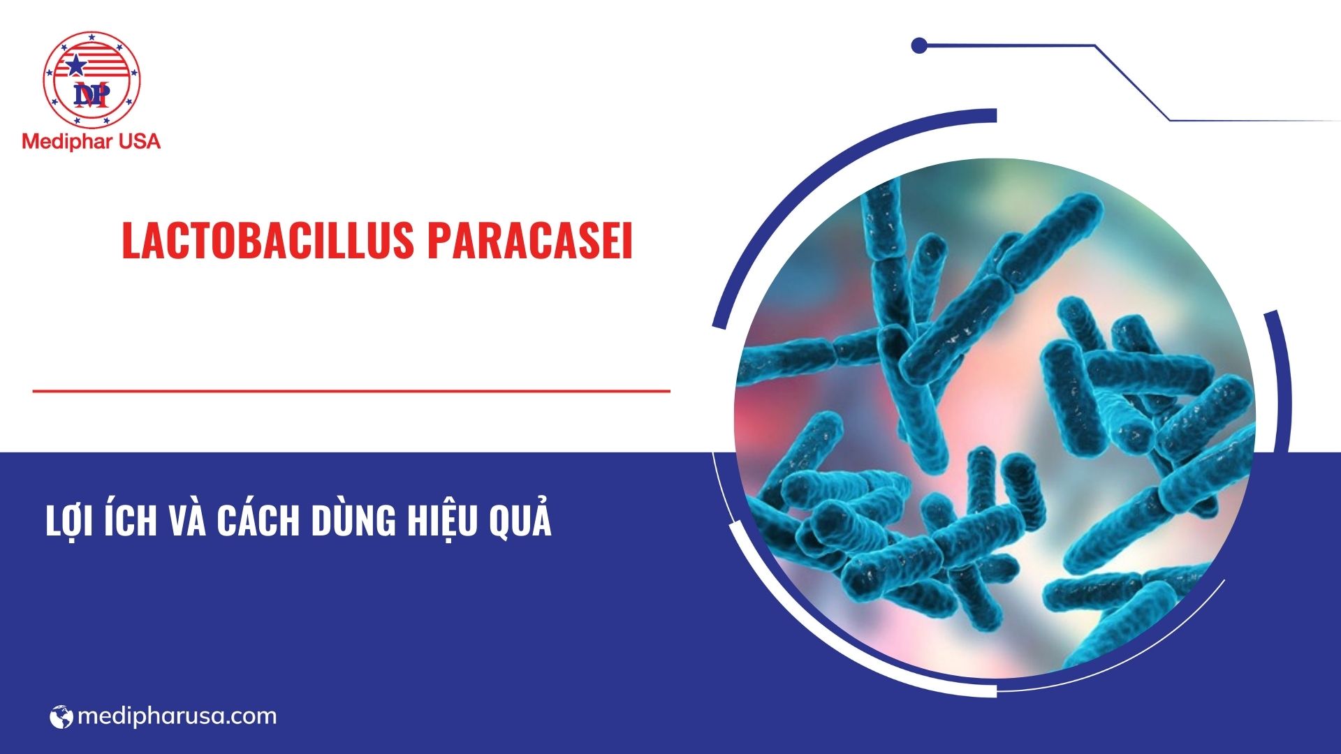 Lactobacillus paracasei là gì? Tác dụng đối với sức khỏe và cách bổ ...