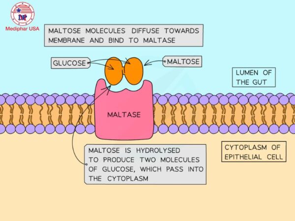 Maltase là gì? Vai trò, cơ chế tác dụng và ứng dụng thực tế
